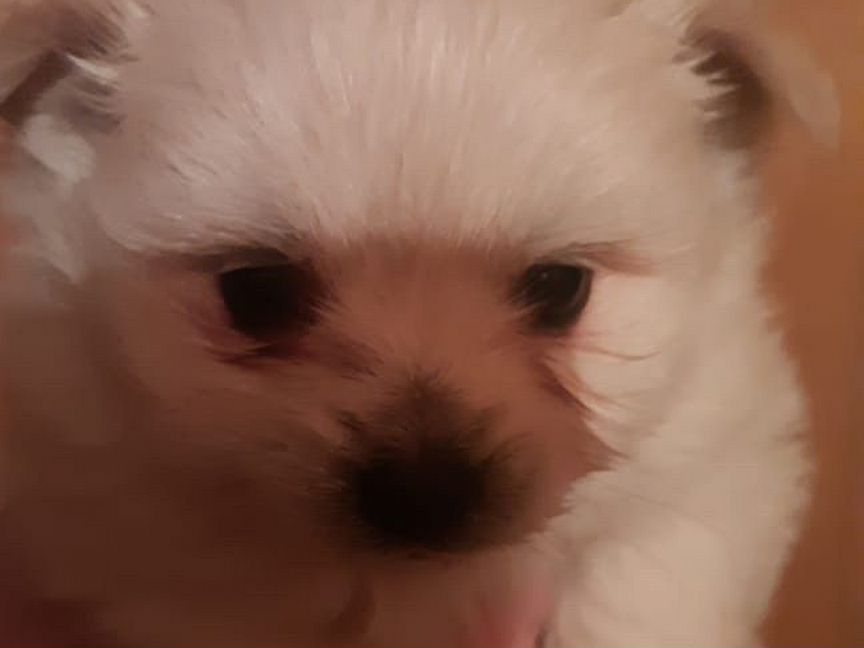 Собака щенки Шпица