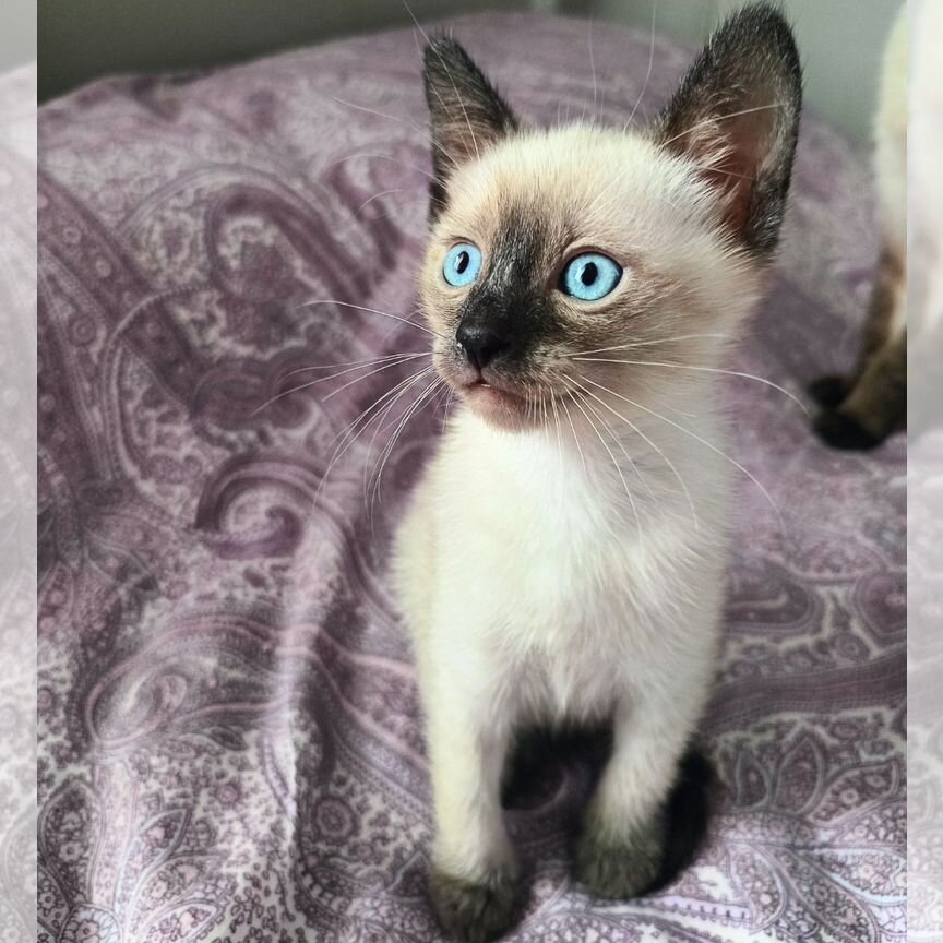 Тайский котёнок