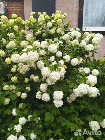 Калина бульденеж " снежный шар" купить в Омске | Товары для дома и дачи ...