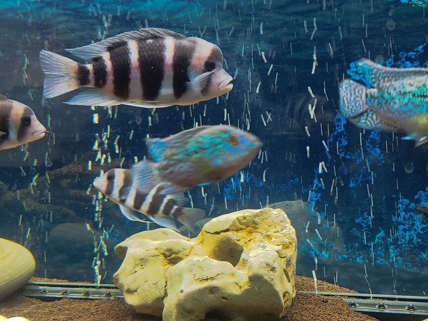 Рыбки, фронтоза королева танганьики