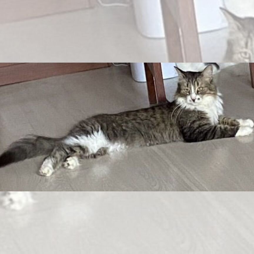 Котик хорошим людям