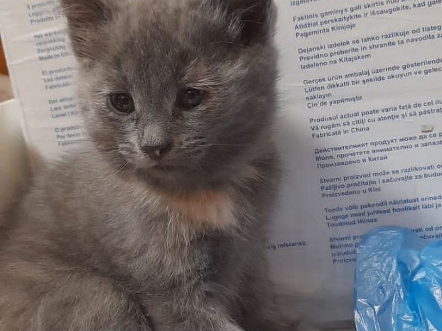 Котята отдам бесплатно