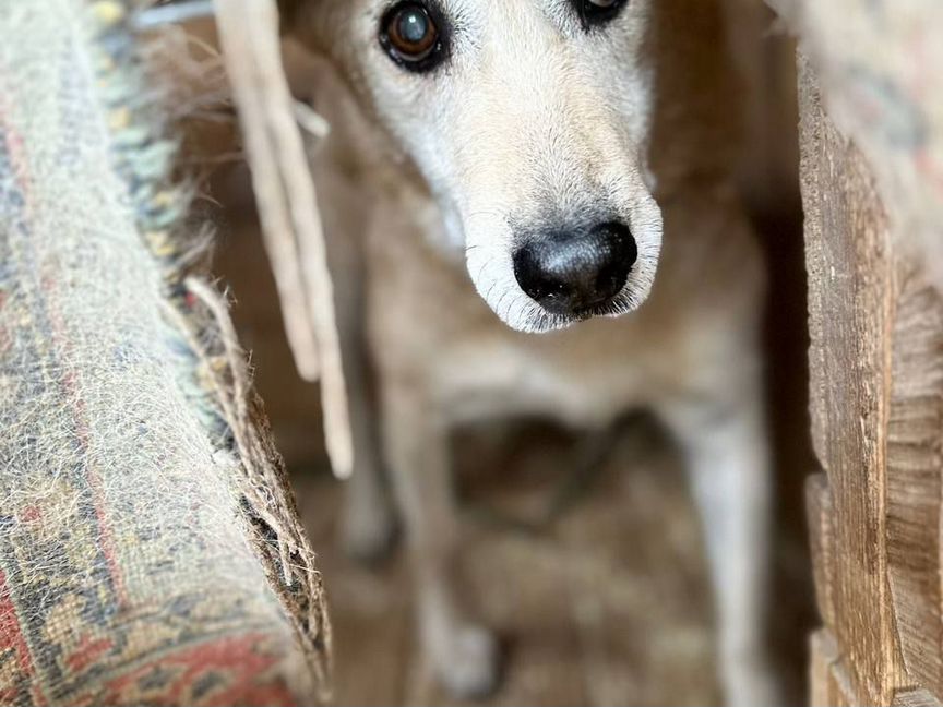 Собаки бесплатно