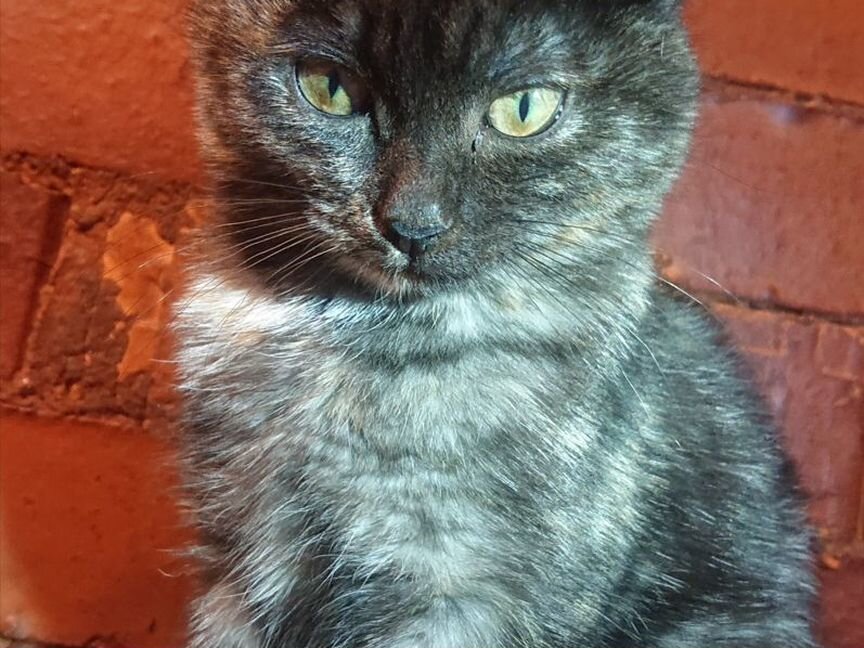 Мурлынка усатая котёнок