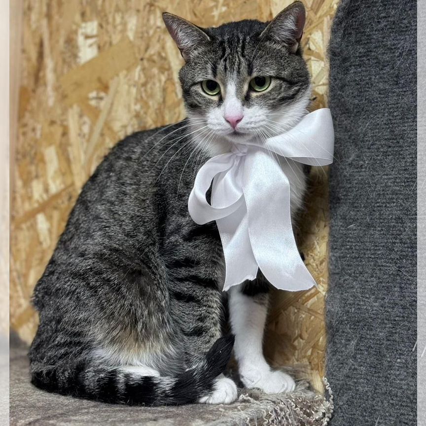 Виталик ищет дом