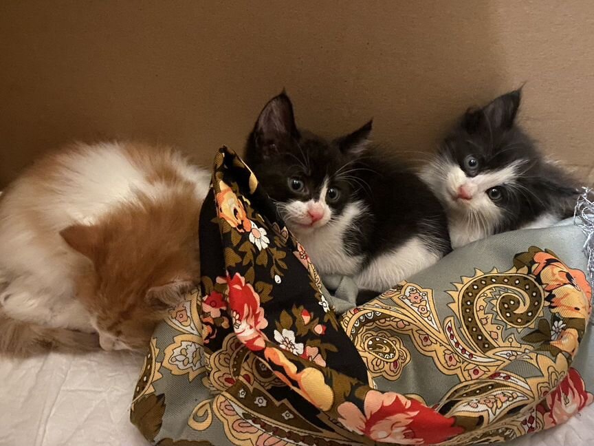 Котенок
