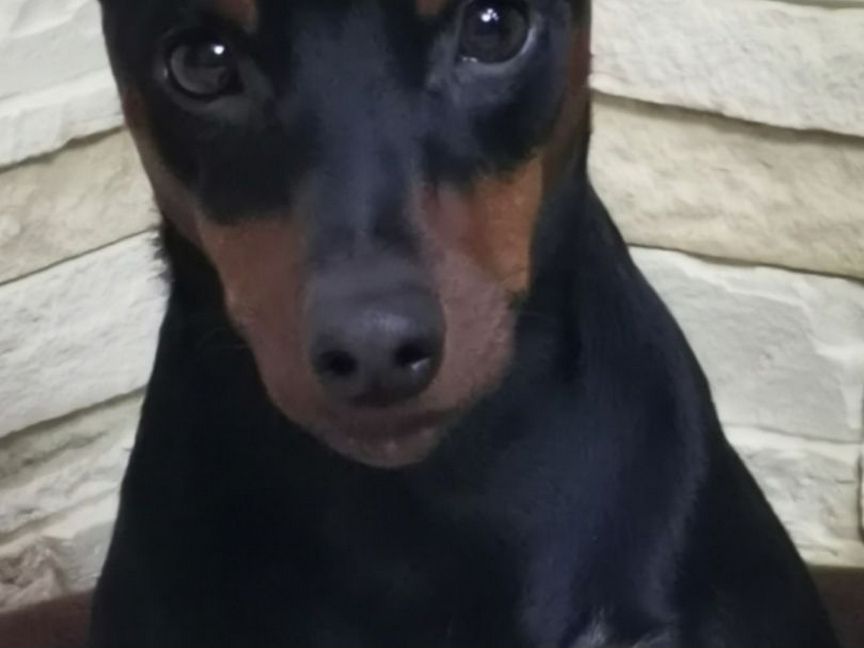 Цвенгпинчер вязка