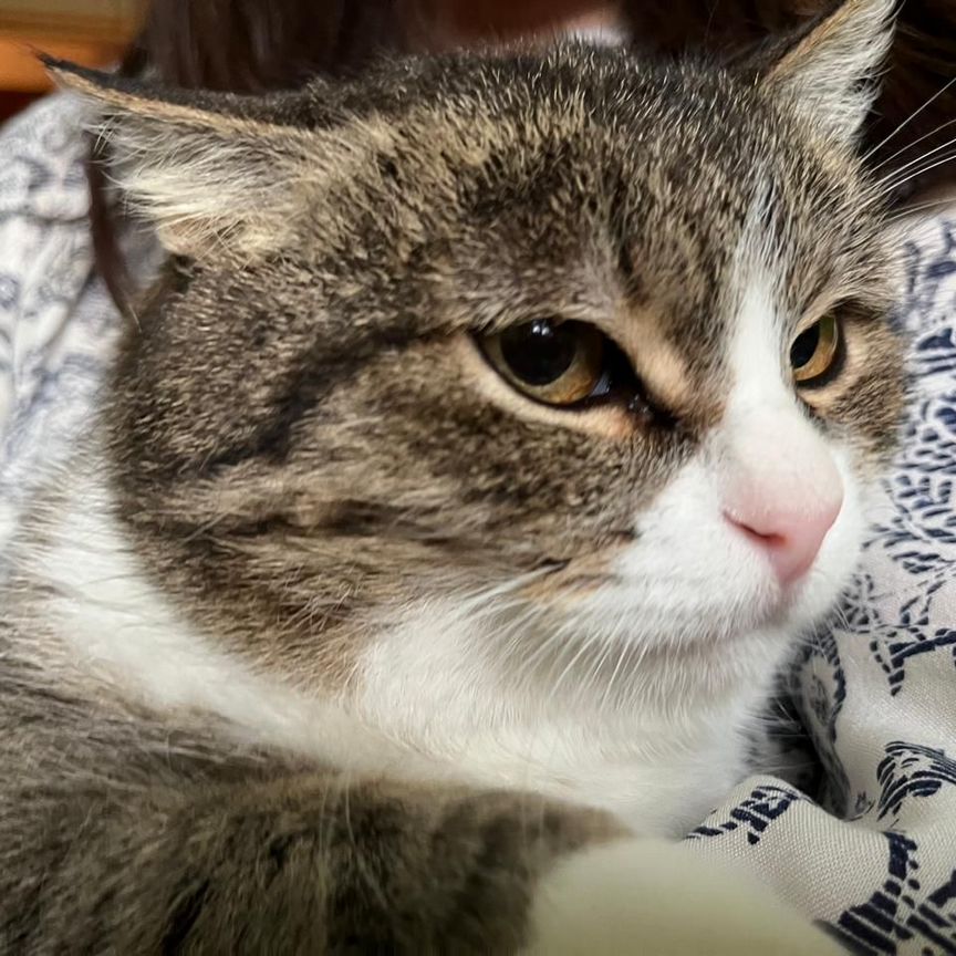 Кошка в добрые руки