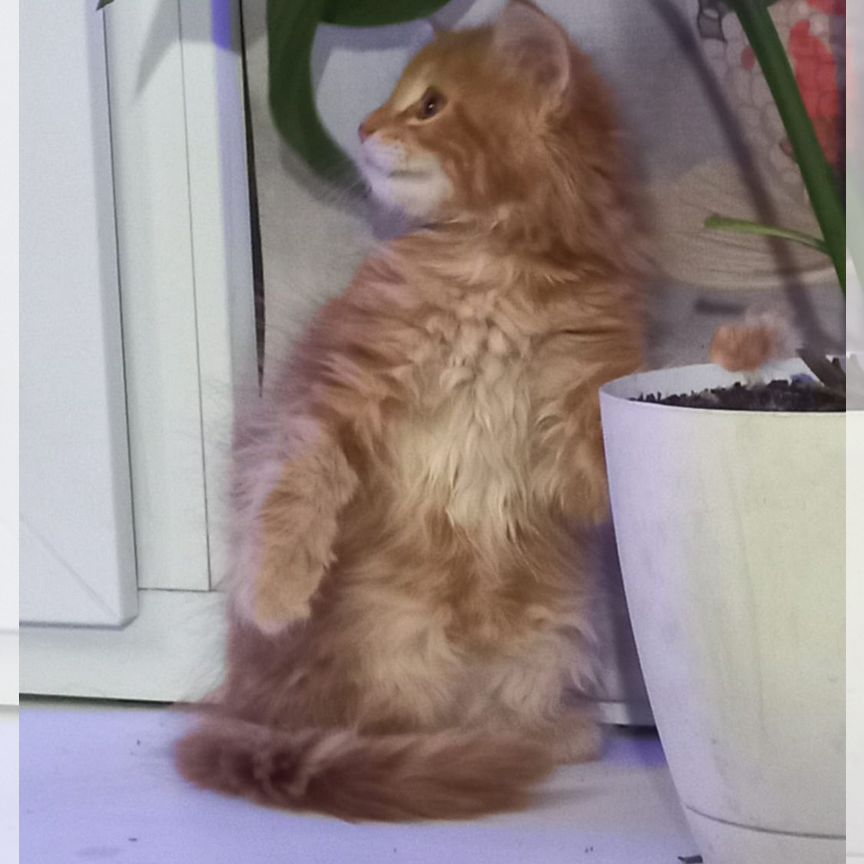 Мейн-кун котёнок