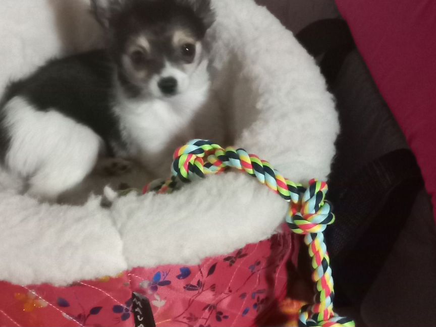 Чихуахуа мини девочка