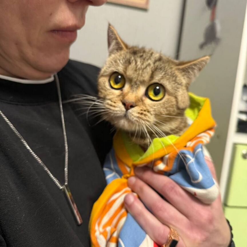 Британский короткошёрстный котёнок