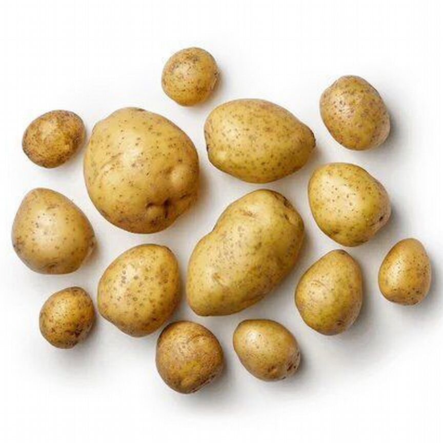 Картофель на корм скоту