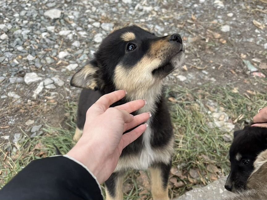 Щенки в добрую семью