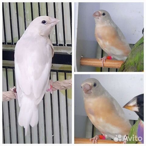 Амадина гульда самки