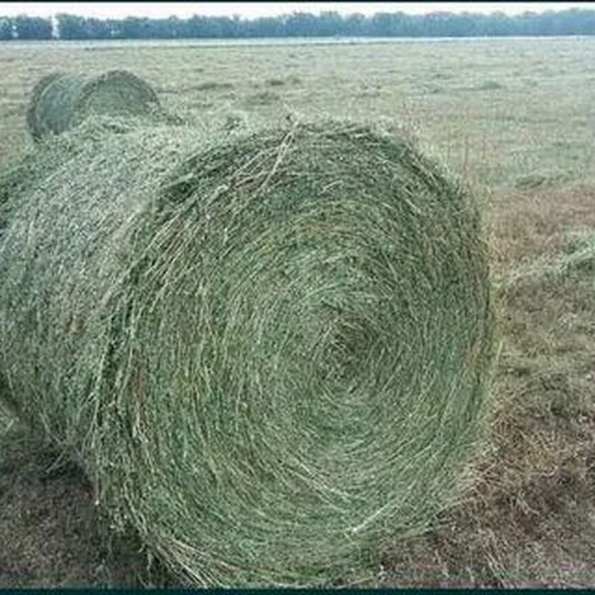 Сено урожай 2025 года