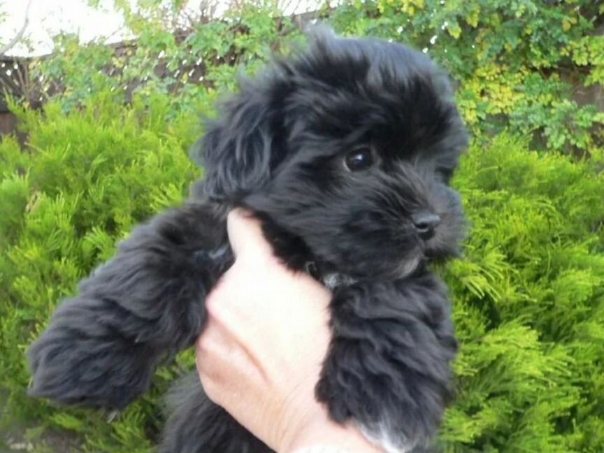 Продаются щенки мальти-пу