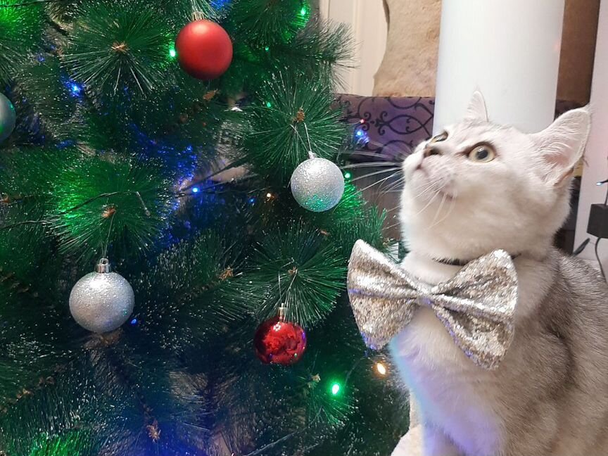 Котенок Барни