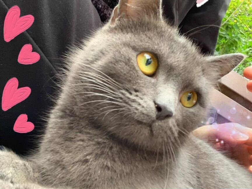 Кошечка в добрые руки