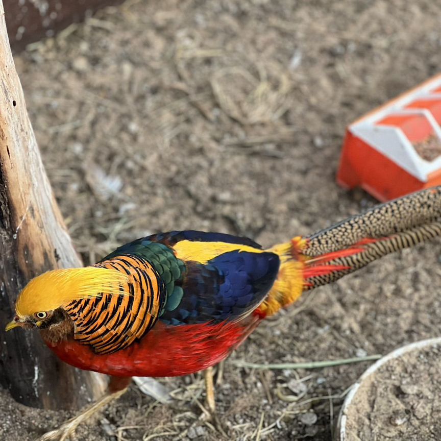 Золотой фазан