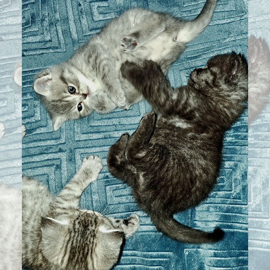 Шотландские милаши