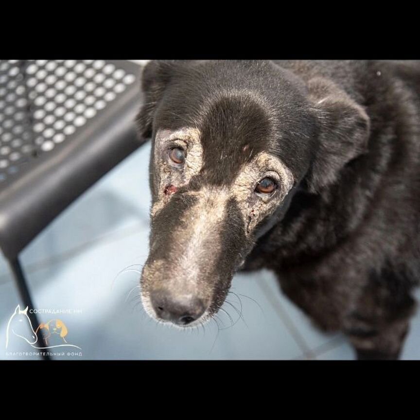 Собака кобель доставим по Нижег и Владимир обл