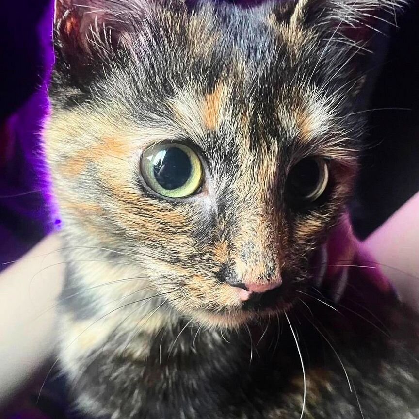 Очень красивая киса Крошечка 6 месяцев