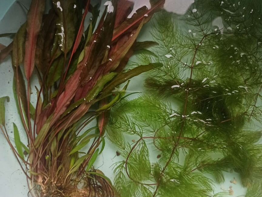 Аквариумное растение