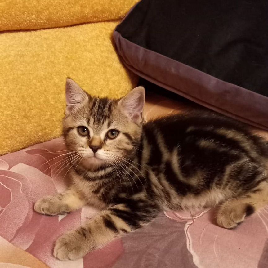 Котята Шотландские (котики)