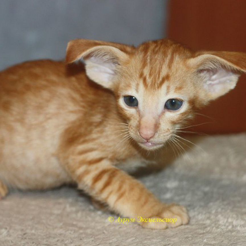 Ориентальный котёнок