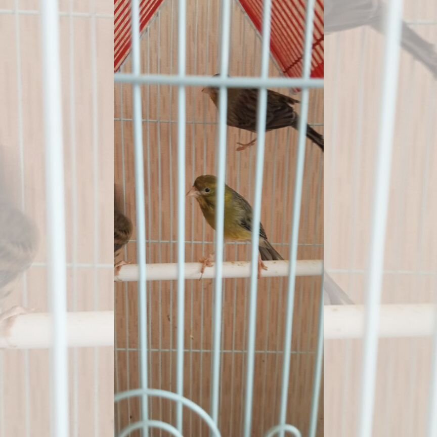 Кенор