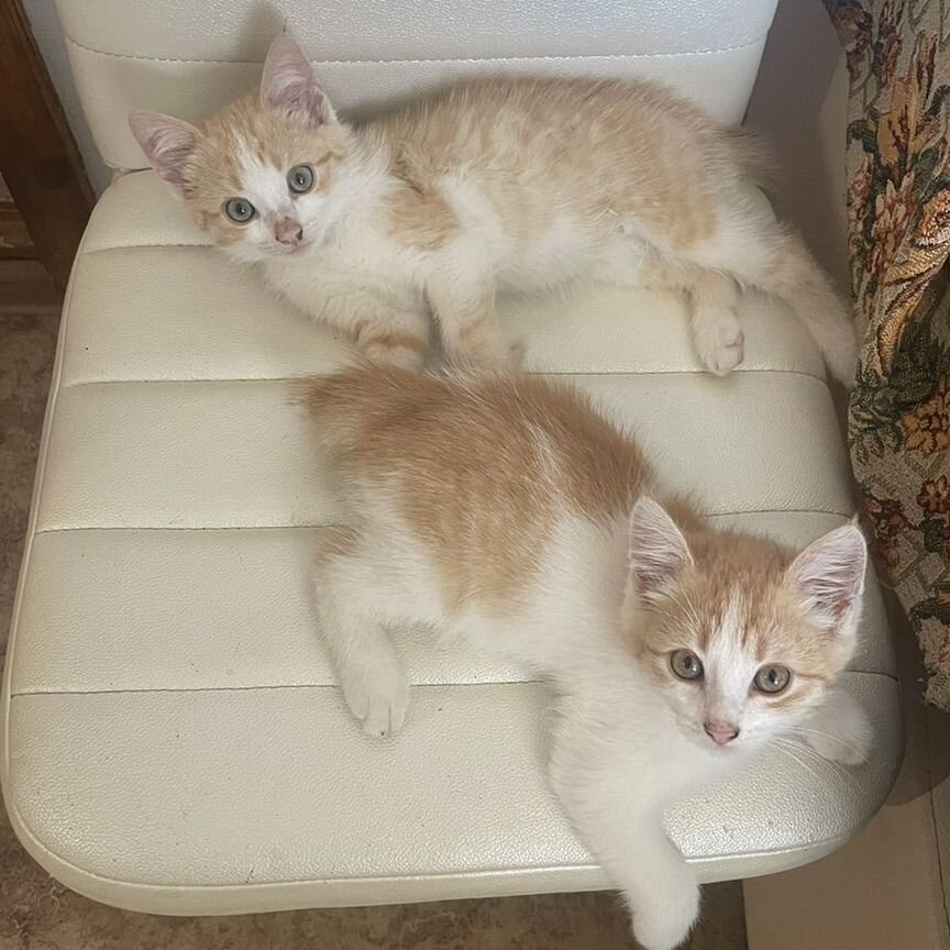 Денежные котики в добрые руки