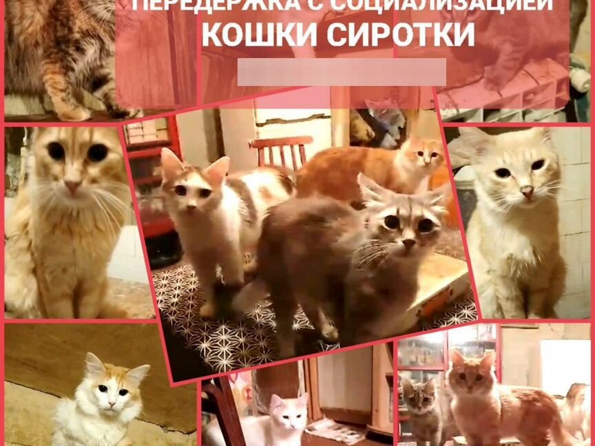 Нужна помощь спасти кошек