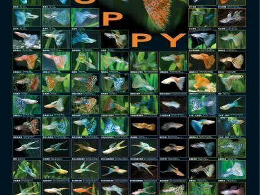 Постер гуппи, 105х45 см