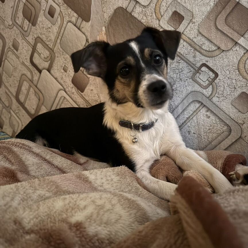 Джек-рассел-терьер, щенок