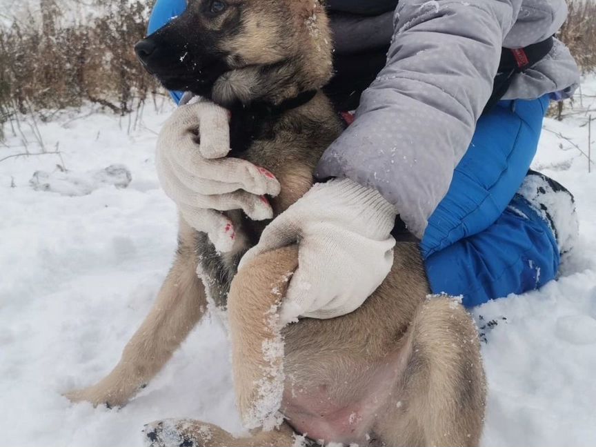 Берта в добрые руки, 3 мес