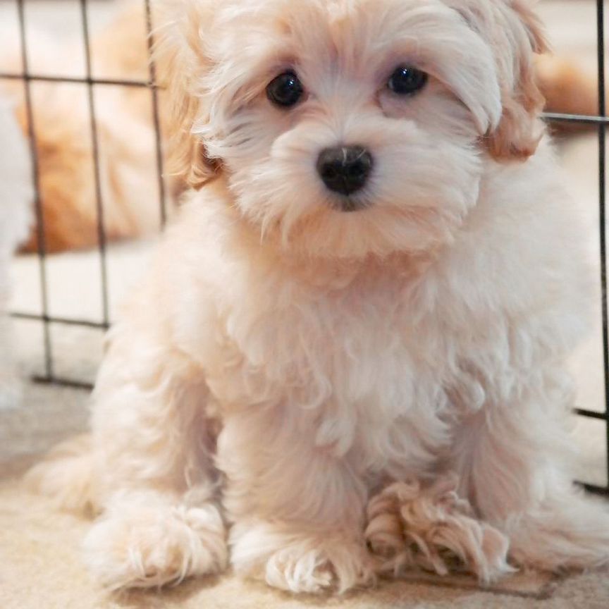 Мальтипу девочка