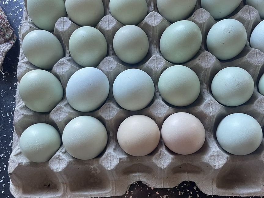 Яйца на инкубацию