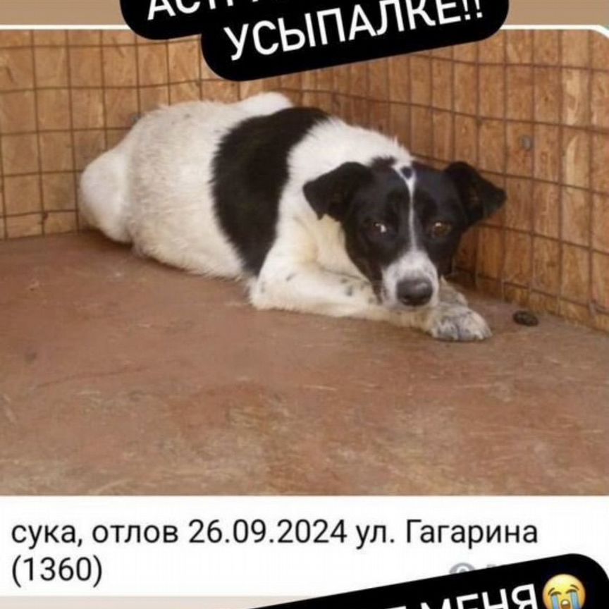 Спасите соьаку с усыпалки
