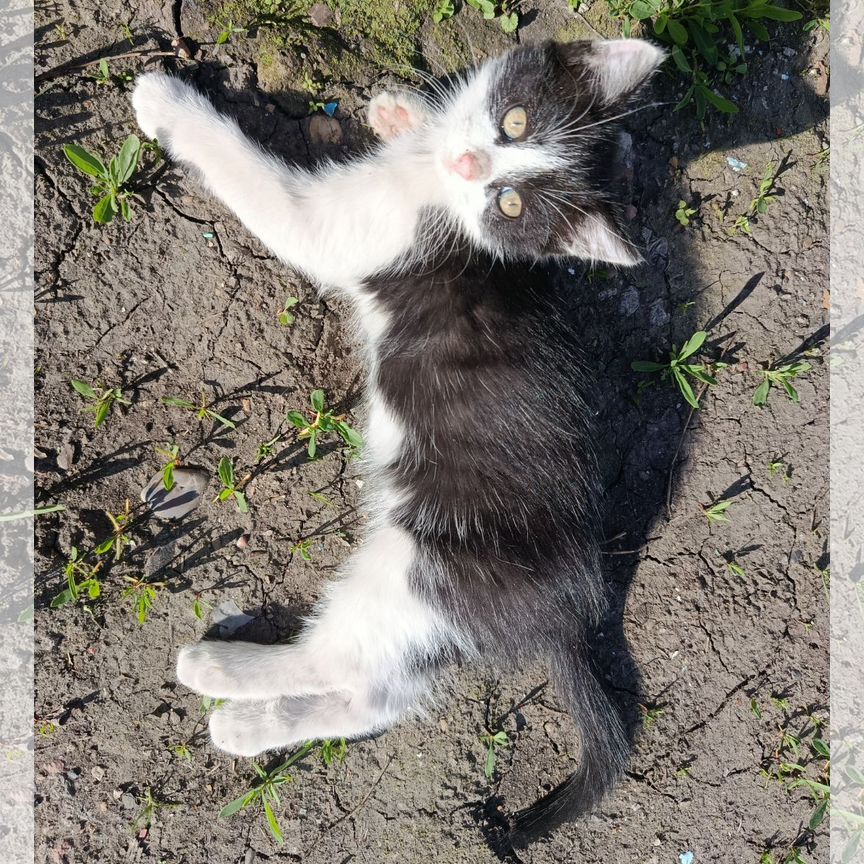 Котёнок в добрые руки