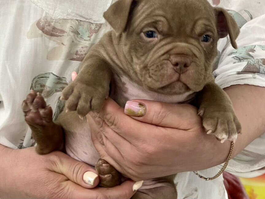 Супер шоко девочка булли