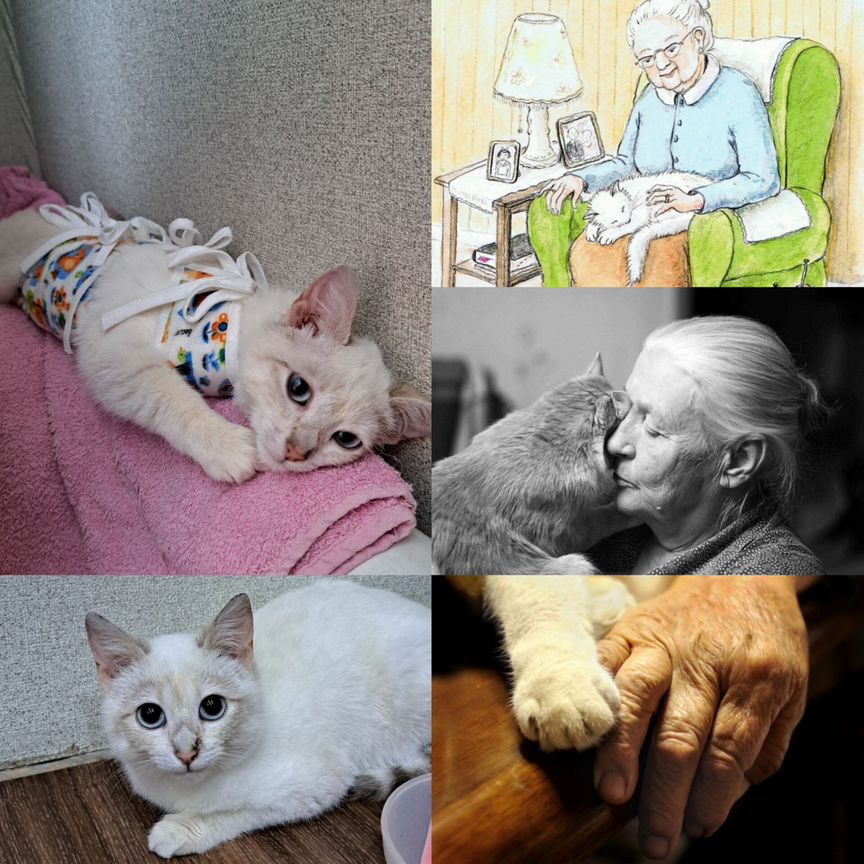Кошечка для бабушки. В квартиру
