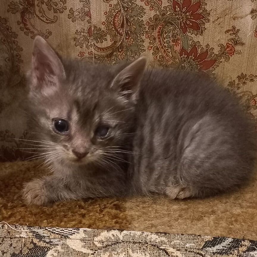 Котенок с улицы мечтает о доме