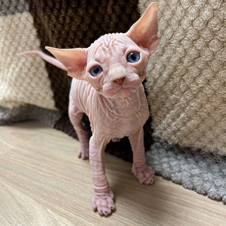 Канадский сфинкс