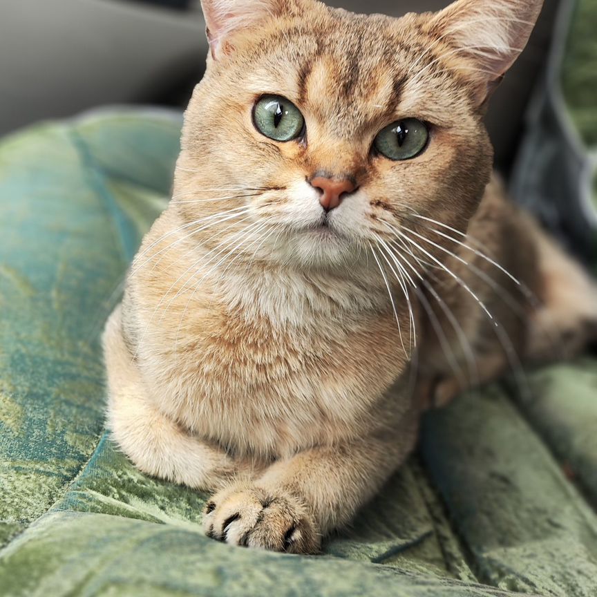 Шотландский кот вязка