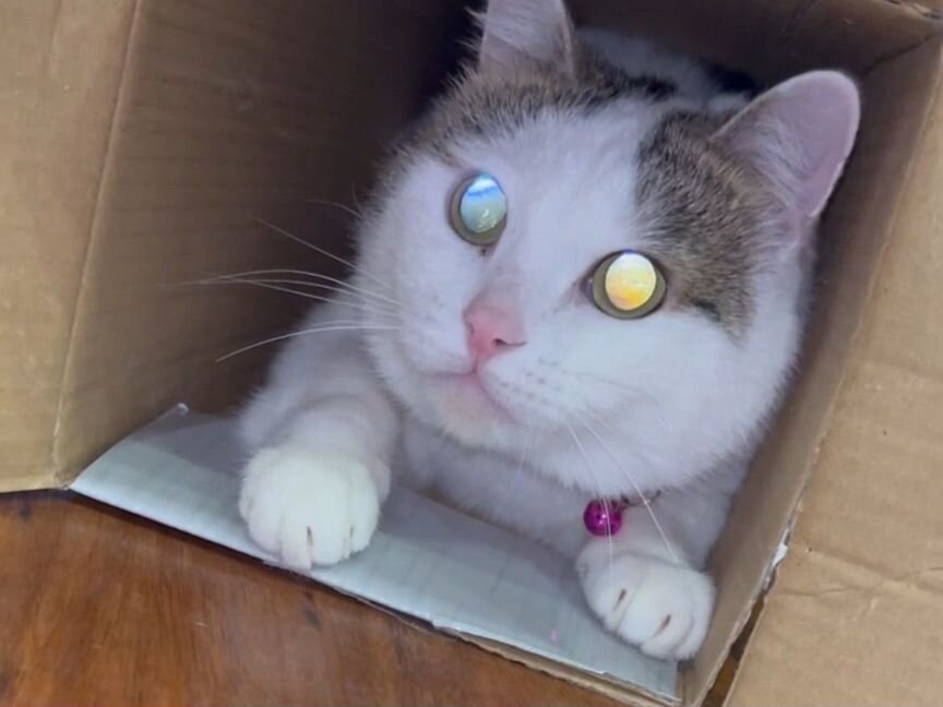 Кот
