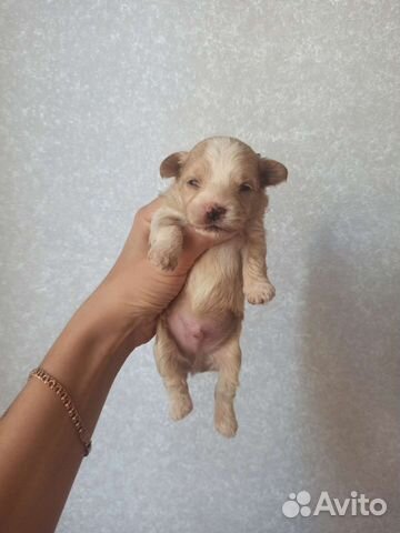 Мальтипу Ф1 VIP premium puppy love