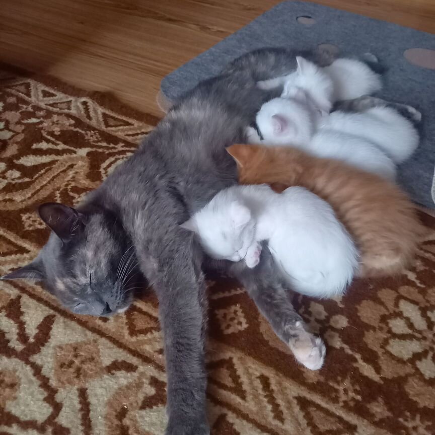 Прекрасные котята ждут своих хозяев