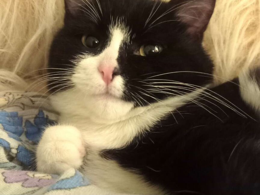 Классный которебенок 2 мес