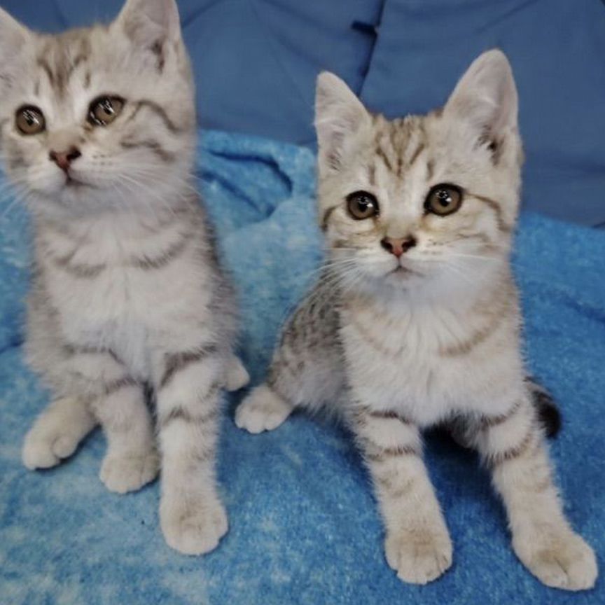 Британский короткошёрстный котёнок