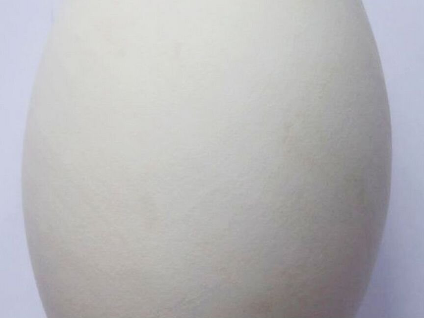 Инкубационное яйцо гусей